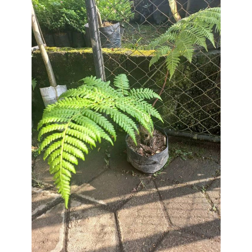 Sindo - Fern Paradise Monkey Tail Fern | Shopee Singapore