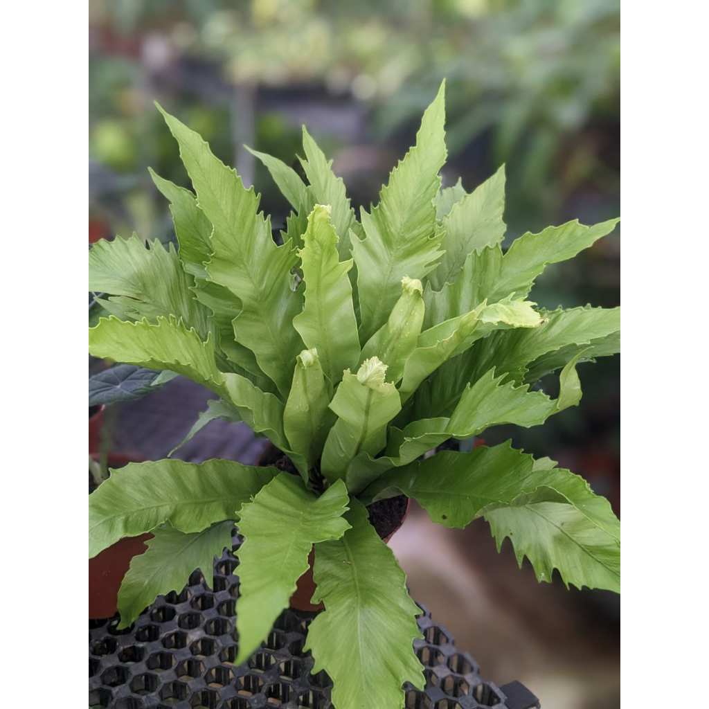 Asplenium Venus - Beautiful and Fuss Free Fern Plant | Shopee Singapore