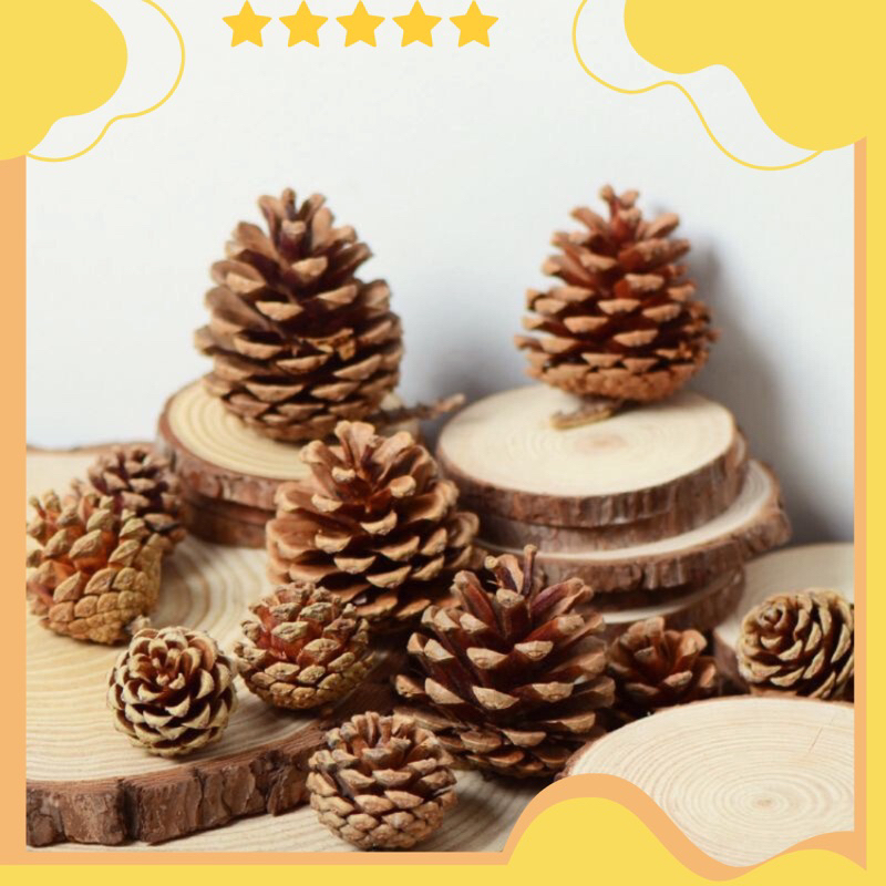 [ READY STOCK ] Natural Pine Corn | Decoration | Photo shot | DIY｜12pcs ...