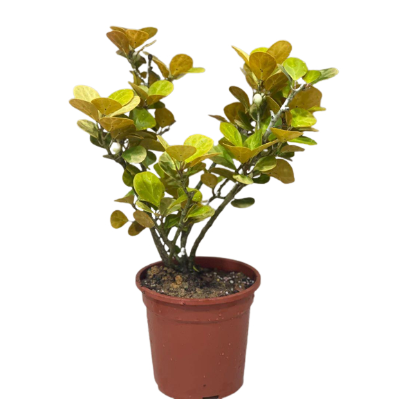 Ficus deltoidea (Golden Form), Mistletoe Cactus | Shopee Singapore