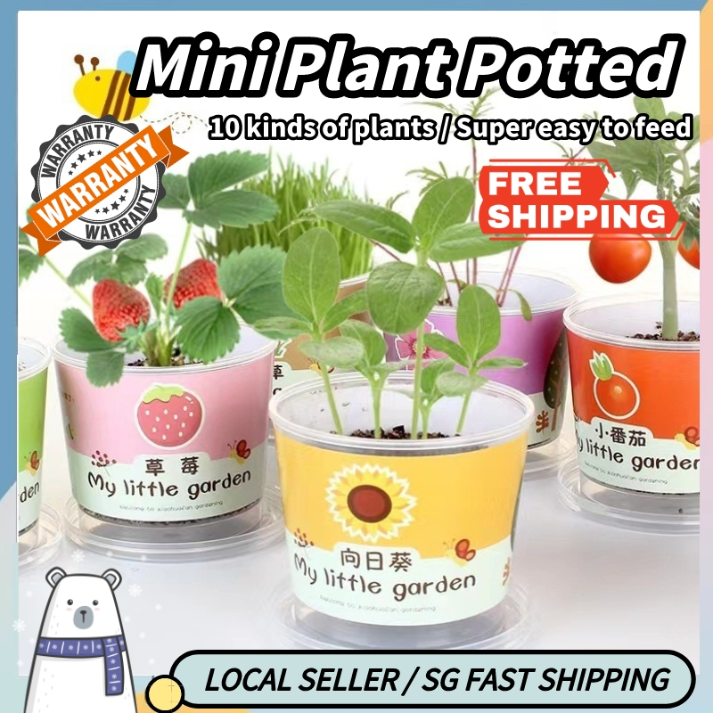 SG Stock Creative Mini Plant Potted Green plant Desktop bonsai green ...