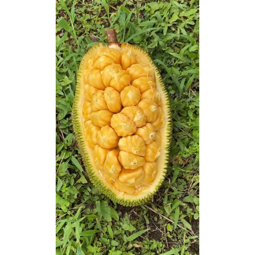 Sindo - Rare Hybrid Jackfruit Plant Enhance Your Garden with Artocarpus ...