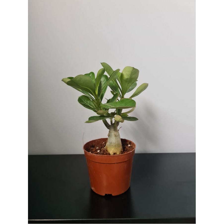 Adenium Obesum 沙漠玫瑰 富贵 Plant - Fresh Gardening Indoor Plant Outdoor ...