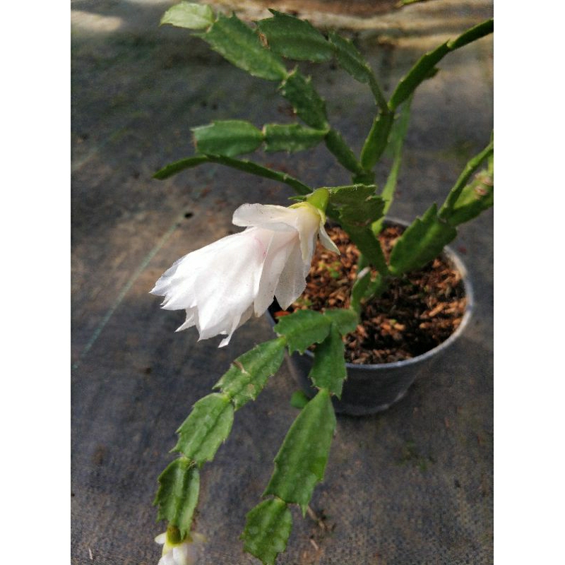 Schlumbergera White Flower / White Christmas Cactus Plants - Pure ...