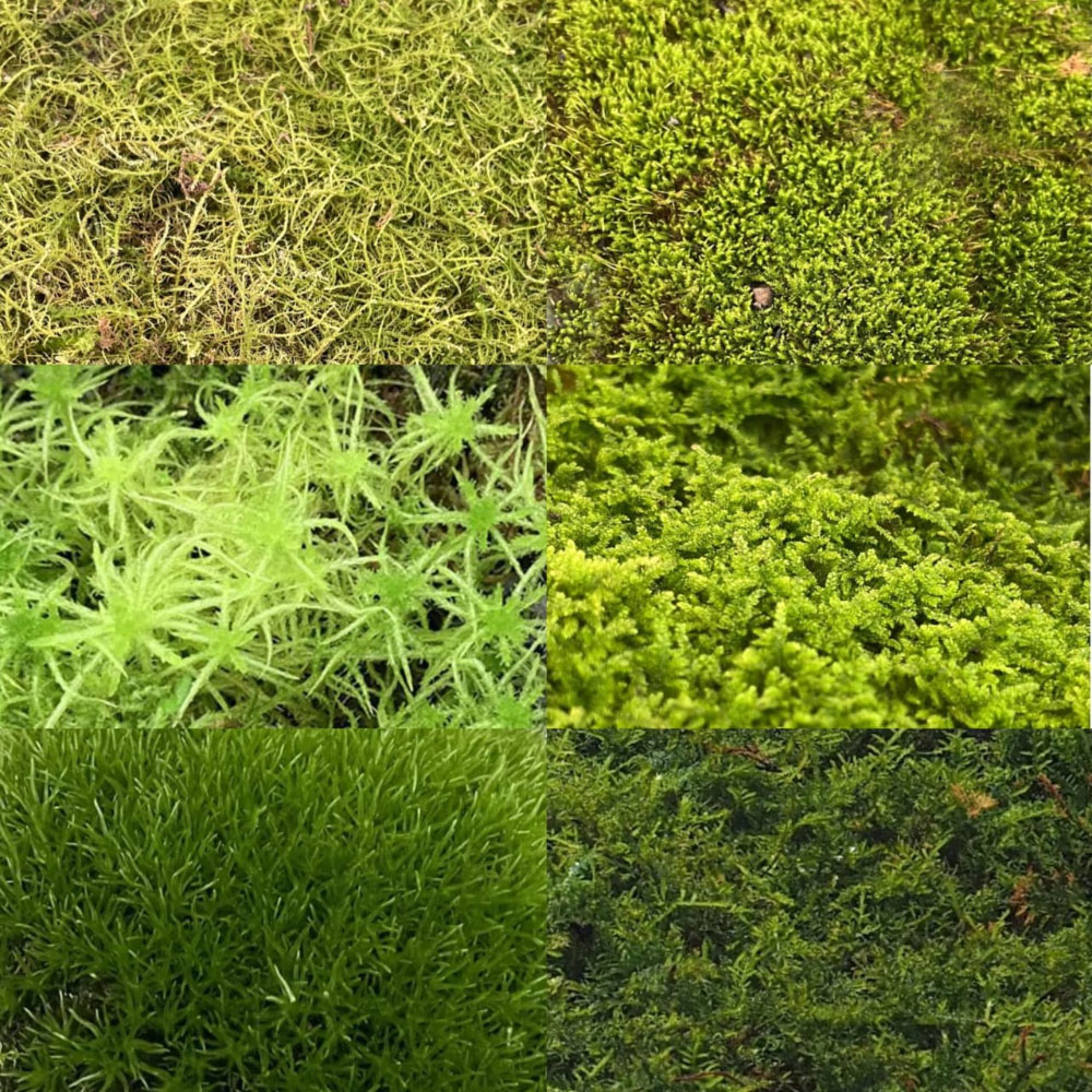 Assorted Moss per box | Shopee Singapore
