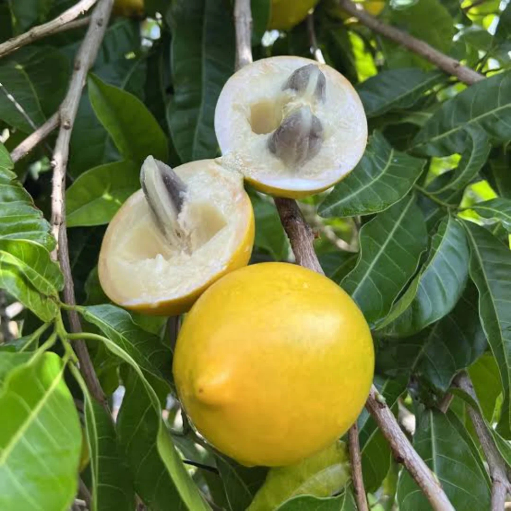 Abiu ( Pouteria caimito ) : Delightful Tropical Fruit Tree for Your ...