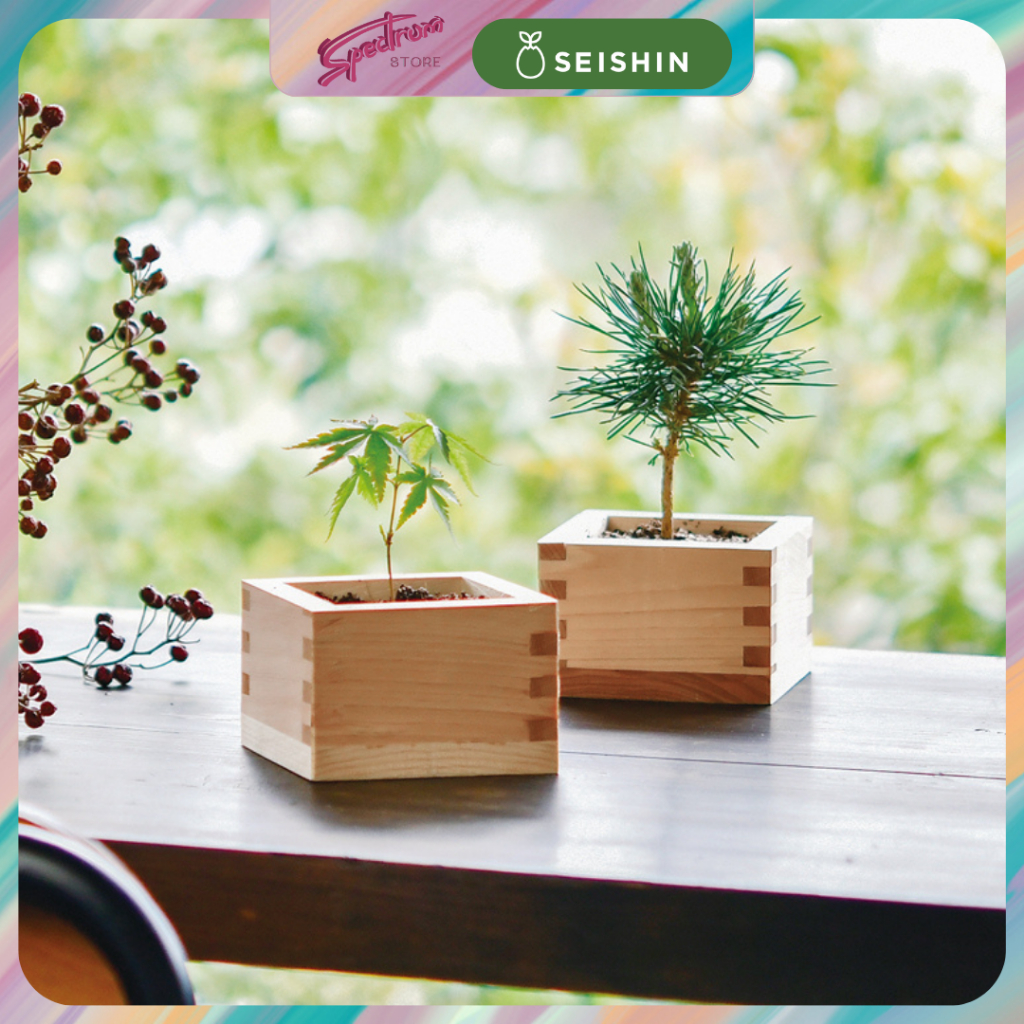 SEISHIN | Japanese DIY Home Indoor Gardening Tree | Bonsai Growing Kit ...