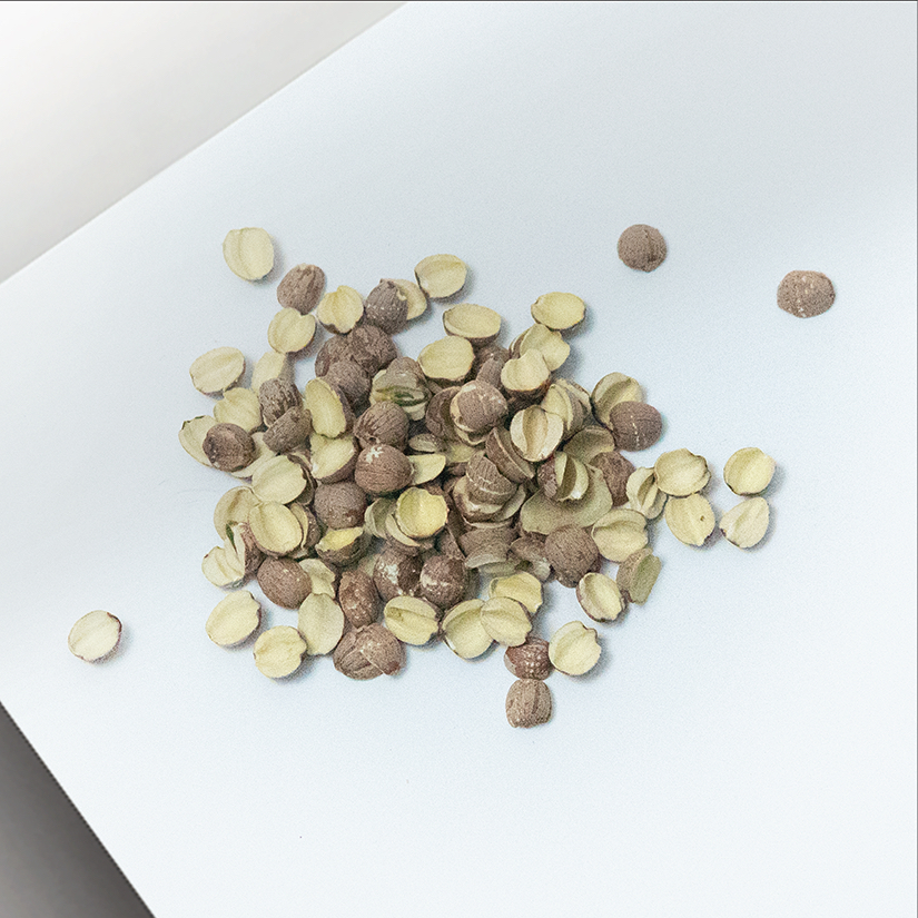 Sai Hing Hunan Halved Lotus Seeds 300g 世兴湖南湘莲片 | Shopee Singapore