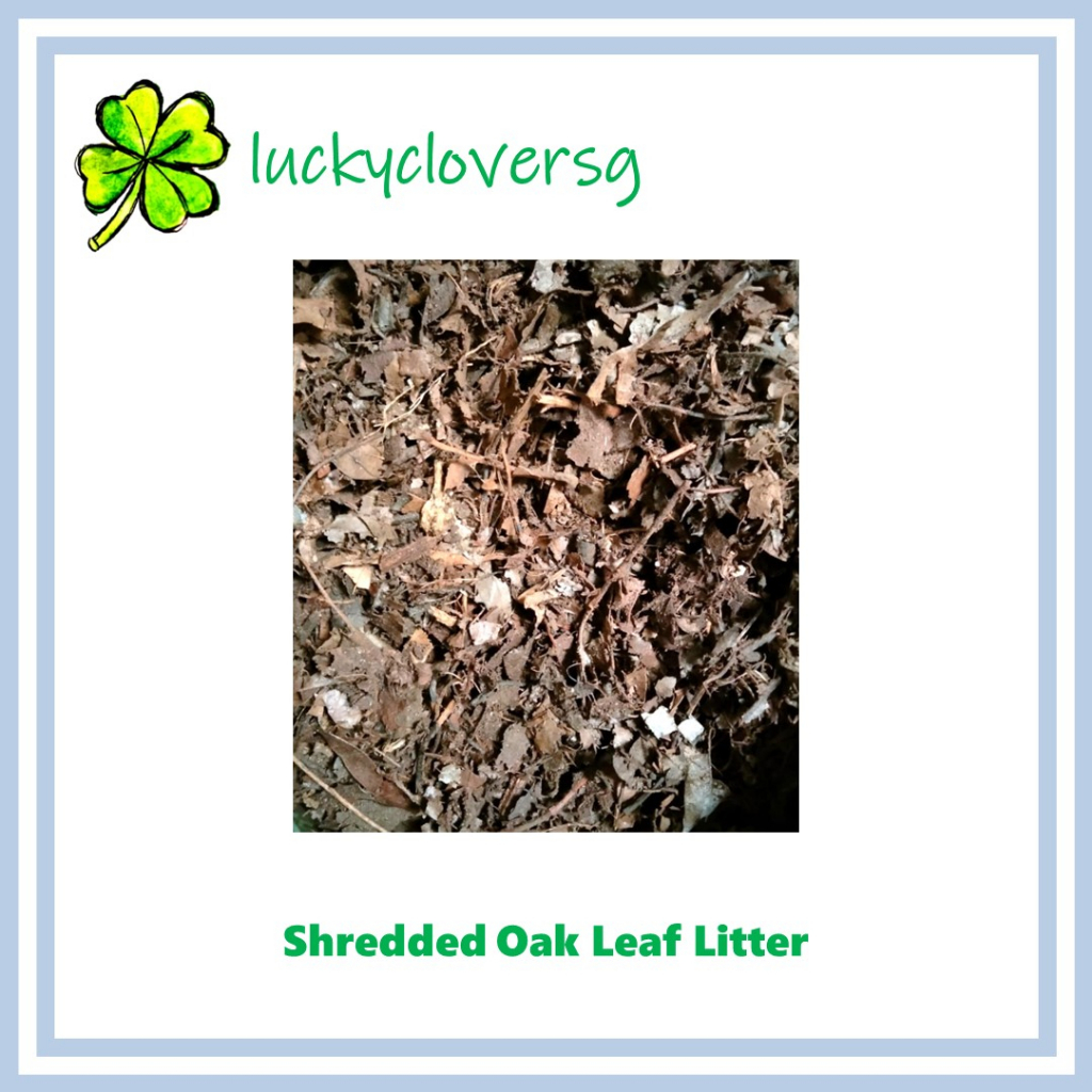 Shredded Oak Leaf Litter Leaves for Isopod / Isopods | Shopee Singapore
