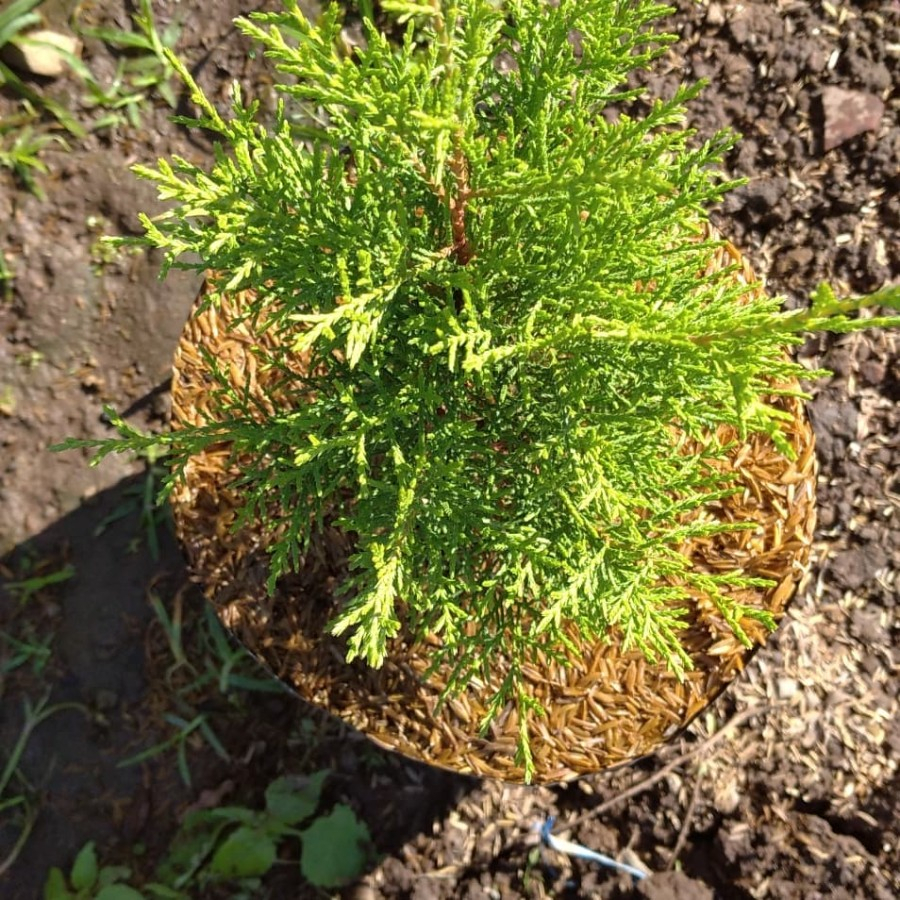 Sindo - Whispering Aroma Embrace Tranquility with Fragrant Juniper ...