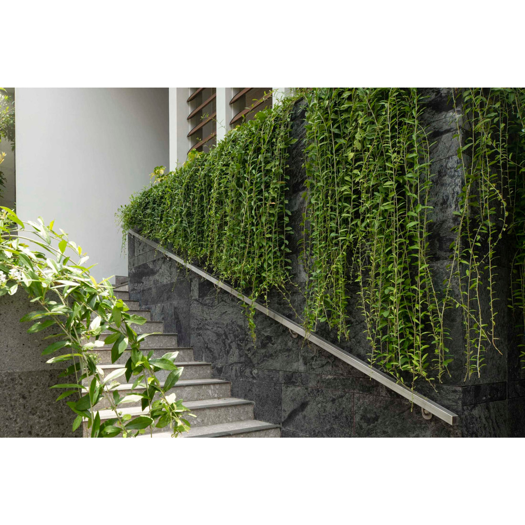 Sindo - Gorgeous Curtain Creeper Plant - Add a Touch of Beauty to Your ...
