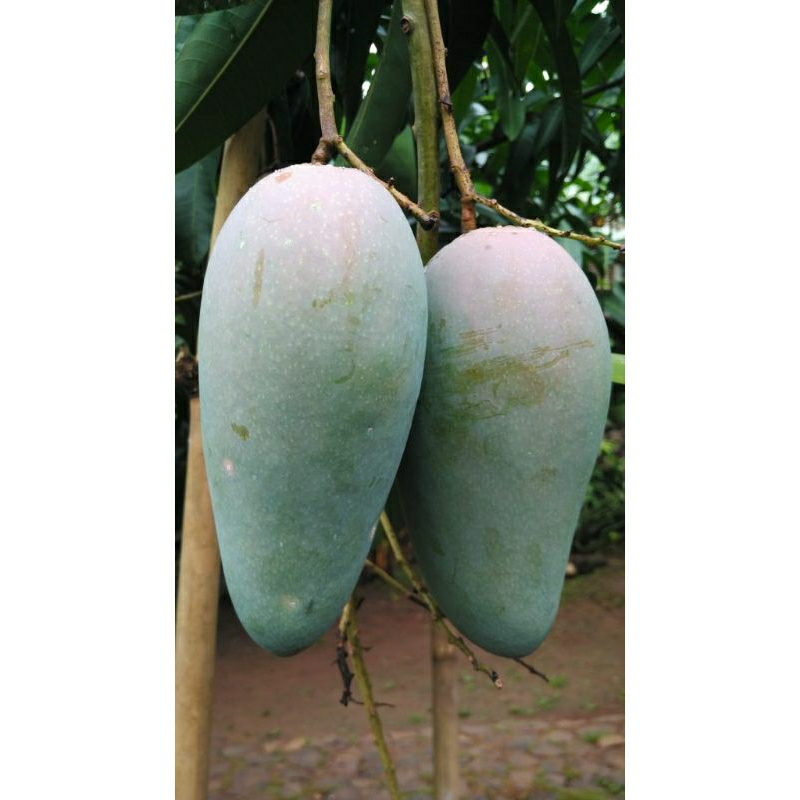 Grafted Mango Kiojay: A Tropical Delight for Your SG Garden | Shopee ...