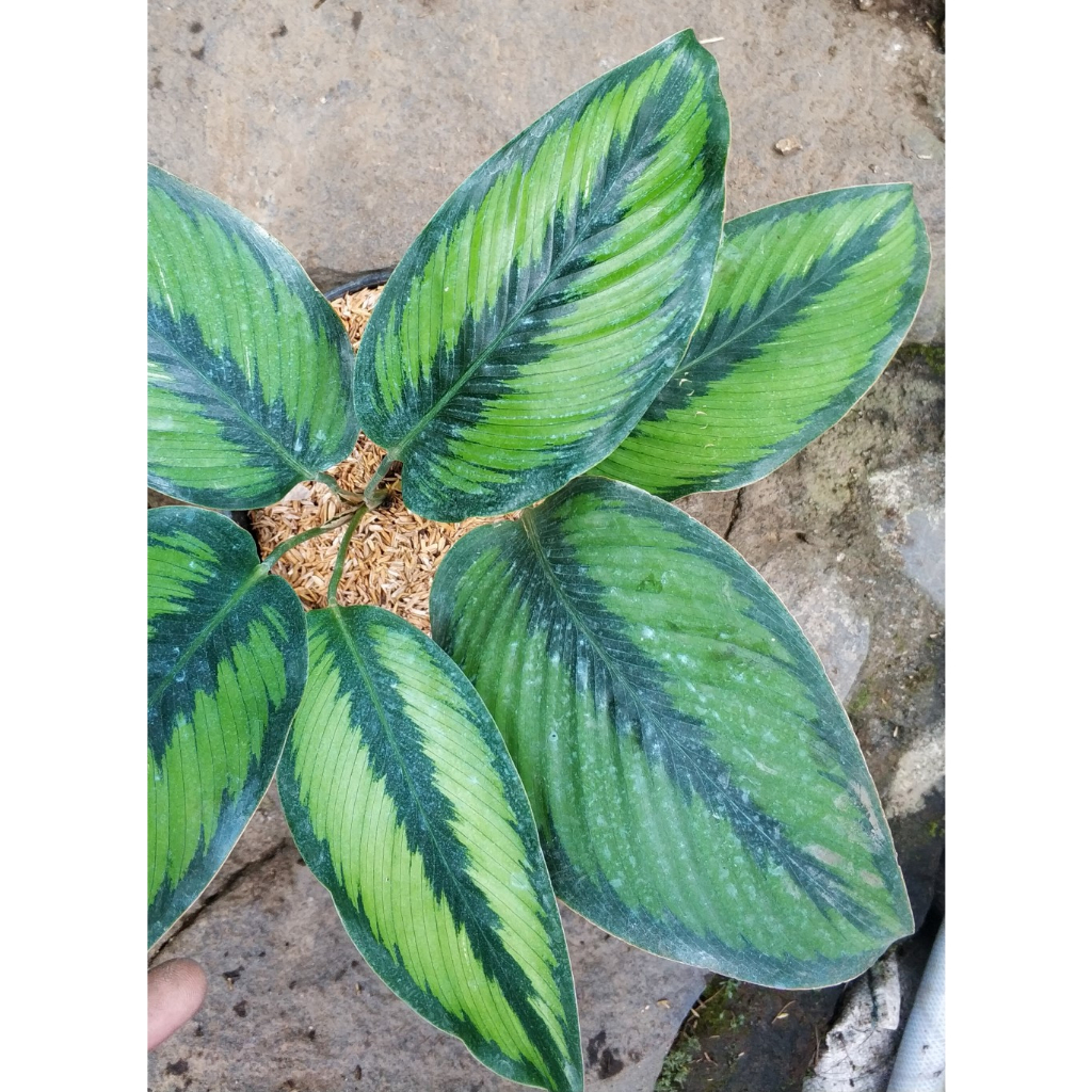 Exquisite Zebra Plant: Calathea ornata - Striking Patterns for Your ...