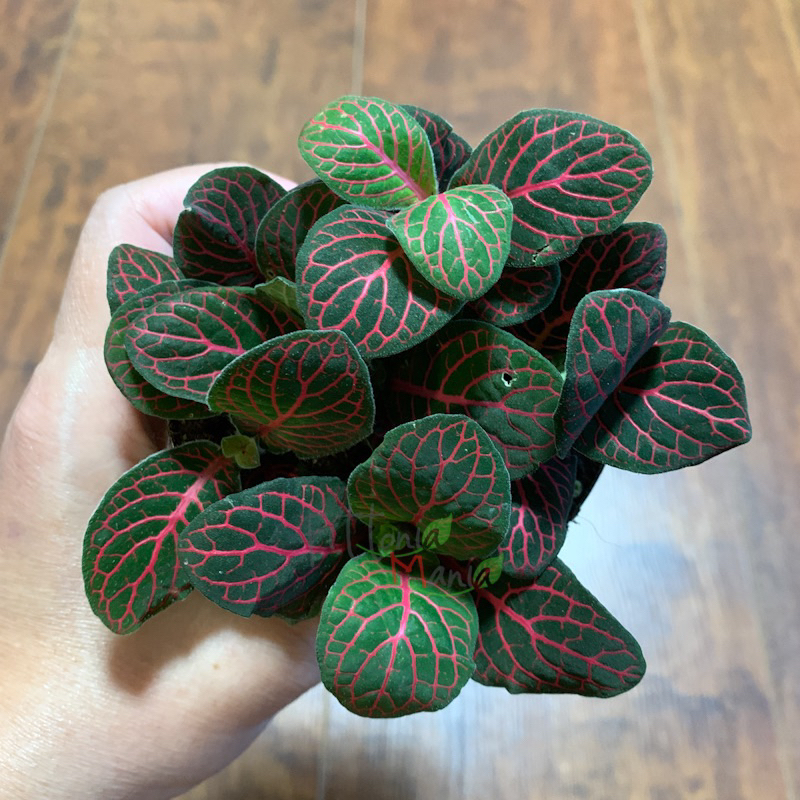 🌳Fittonia plant🌳 Terrarium plant. Nerve plant. Houseplant. Small plant ...