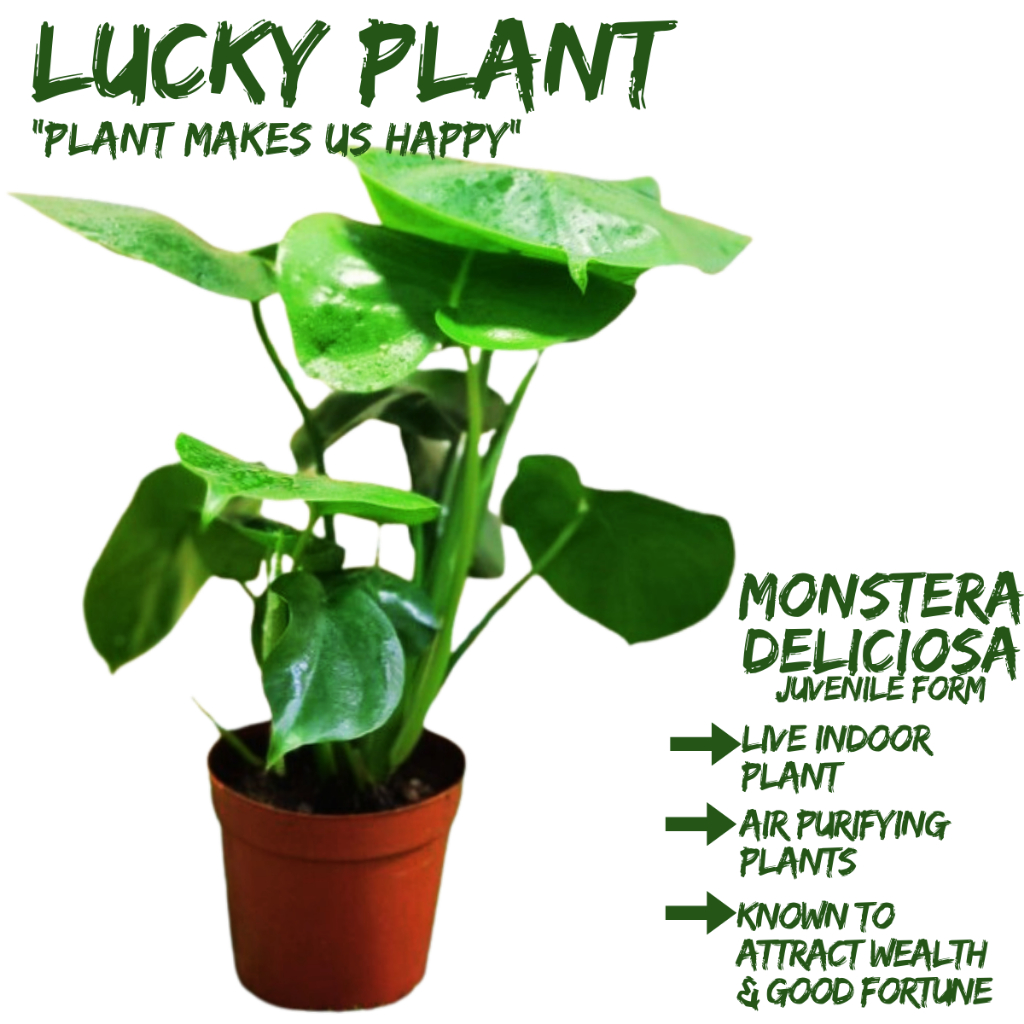 [Local Seller]Monstera deliciosa Juvenile Houseplant Indoor Plant Lucky ...