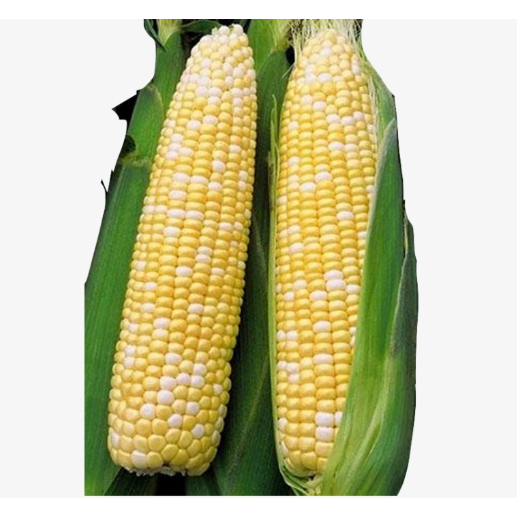 Pearl Sweet Corn 珍珠玉米 (PCS/粒) | Shopee Singapore