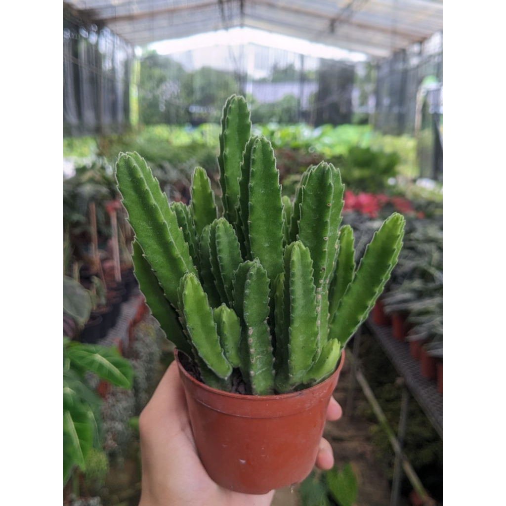 Stapelia Gigantea - Cute and Pretty Succulent Cactus Plant | Shopee ...