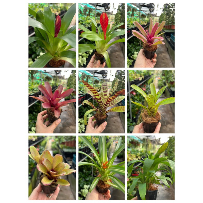 Assorted Bromeliads in Polybag Selection *Houseplant* *Bromeliad ...
