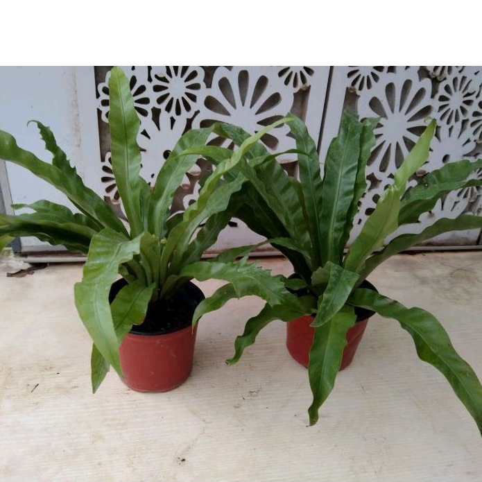 2pots @$12- Asplenium Nidus (5 to 6 inch pot) | Shopee Singapore