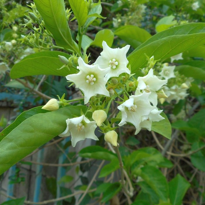 Exquisite Kesidang : Vallaris glabra - Fragrant Blooms for Your Serene ...