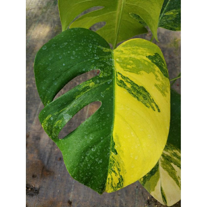 Monstera Marmorata ( LIVE SALE ) | Shopee Singapore