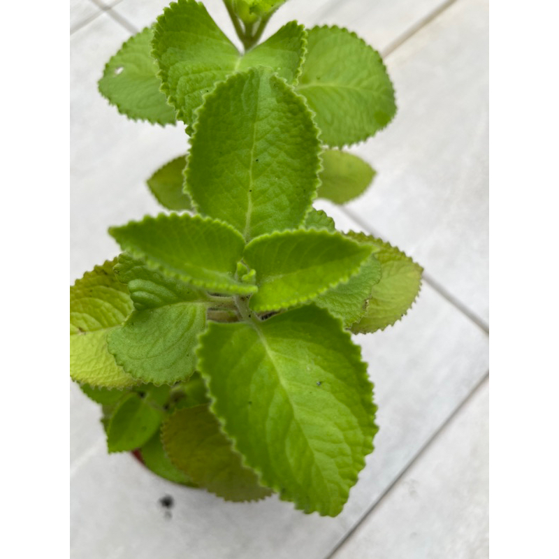 🇸🇬 Mexican oregano/Ajwain/Indian borage/#Omavalli/#Karpuravalli plant ...
