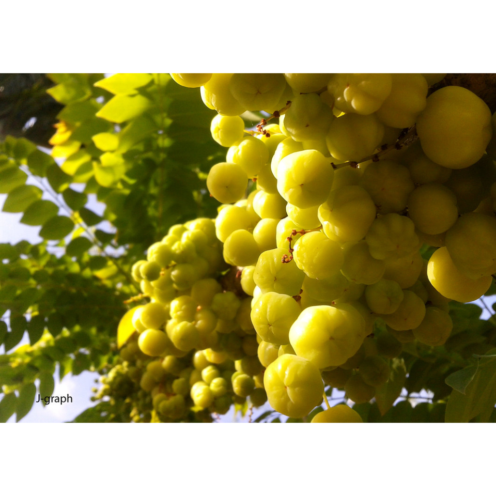 Sindo - Tropical Delights Cicca Acida - Embrace the Exotic Beauty of ...