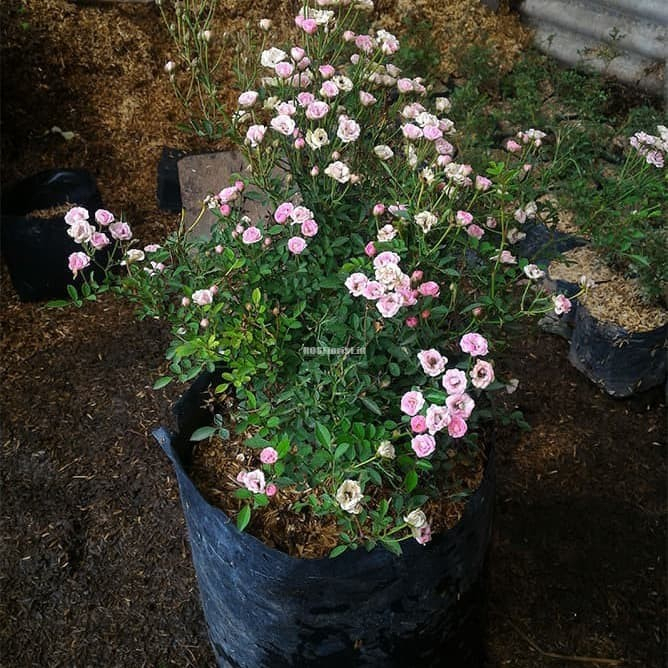 Sindo - Baby Rose Plant Delight in the Beauty of Baby Rose Plant ...