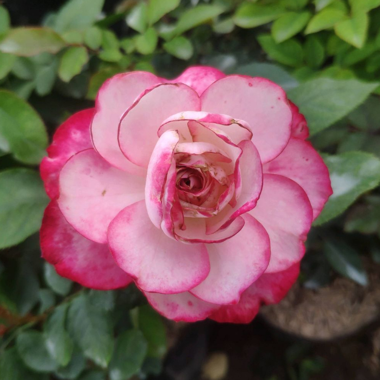Hybrid Tea Rose ( Komplang ) : Exquisite Blooms for Elegance and ...