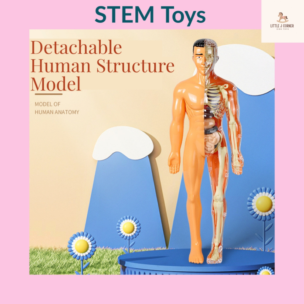 Kids Toys Human Body Anatomy Human Anatomy Educational Toys for Kids ...