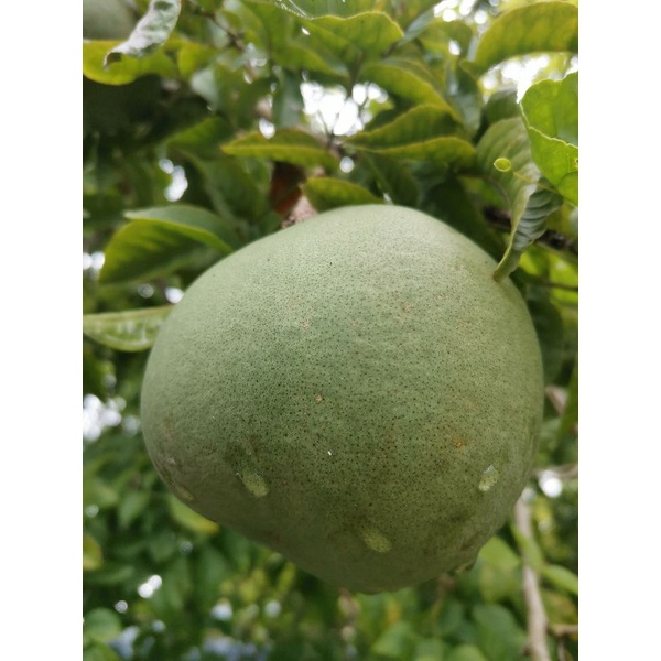 Maja / Bael Fruit / Aegle Marmelos - fruit plant - eksotic plant ...