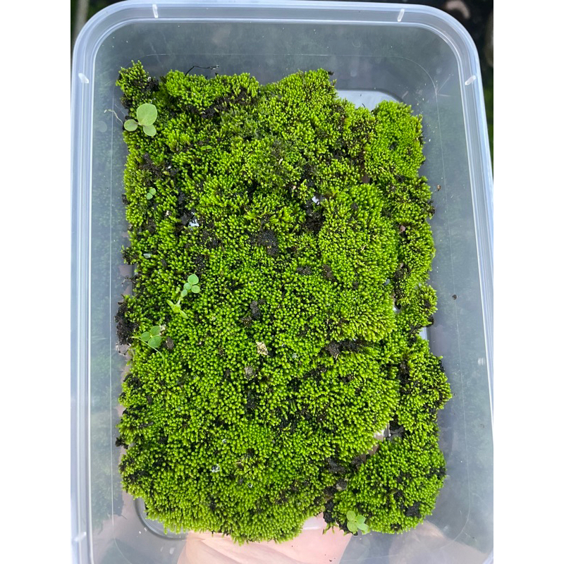 "Fresh Live Moss for Terrarium - Lush and Vibrant Green Moss for ...