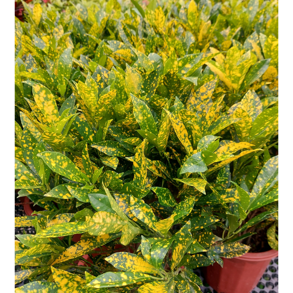 Codiaeum Yellow Indoor House Home Potted Plant Gardening | Shopee Singapore