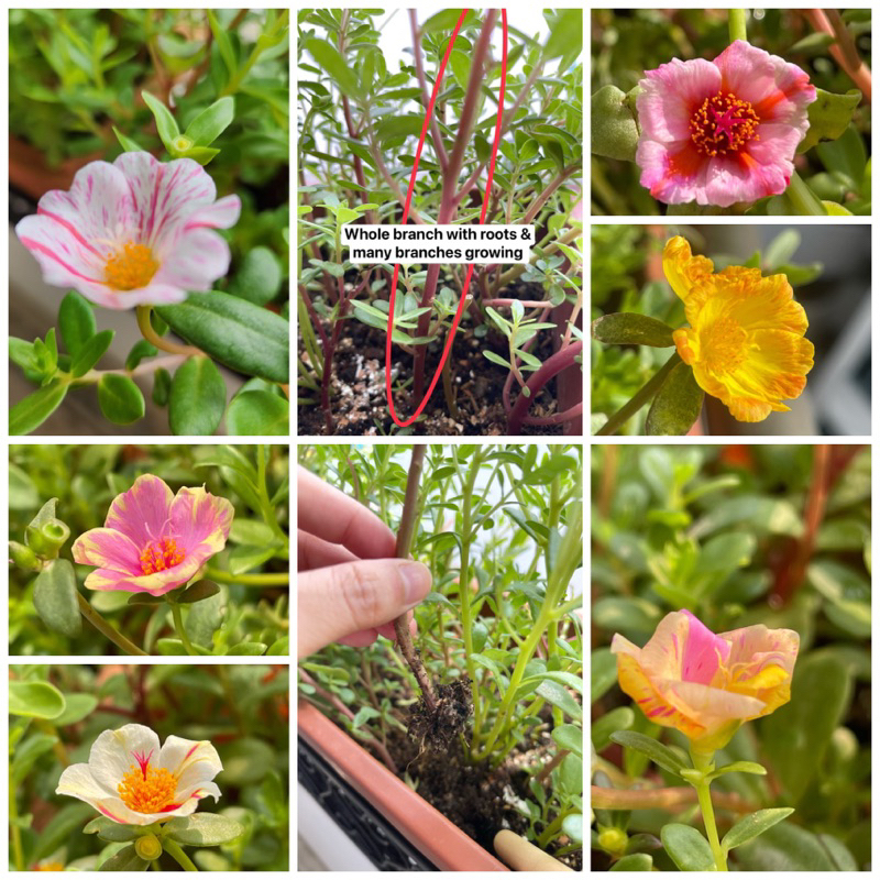 1 Whole Branches With Roots Portulaca Mini Moss Rose | Shopee Singapore