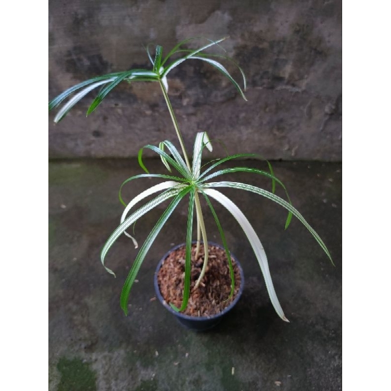 Cyperus alternifolius 'Variegatus' - Striking Variegated Umbrella Plant ...