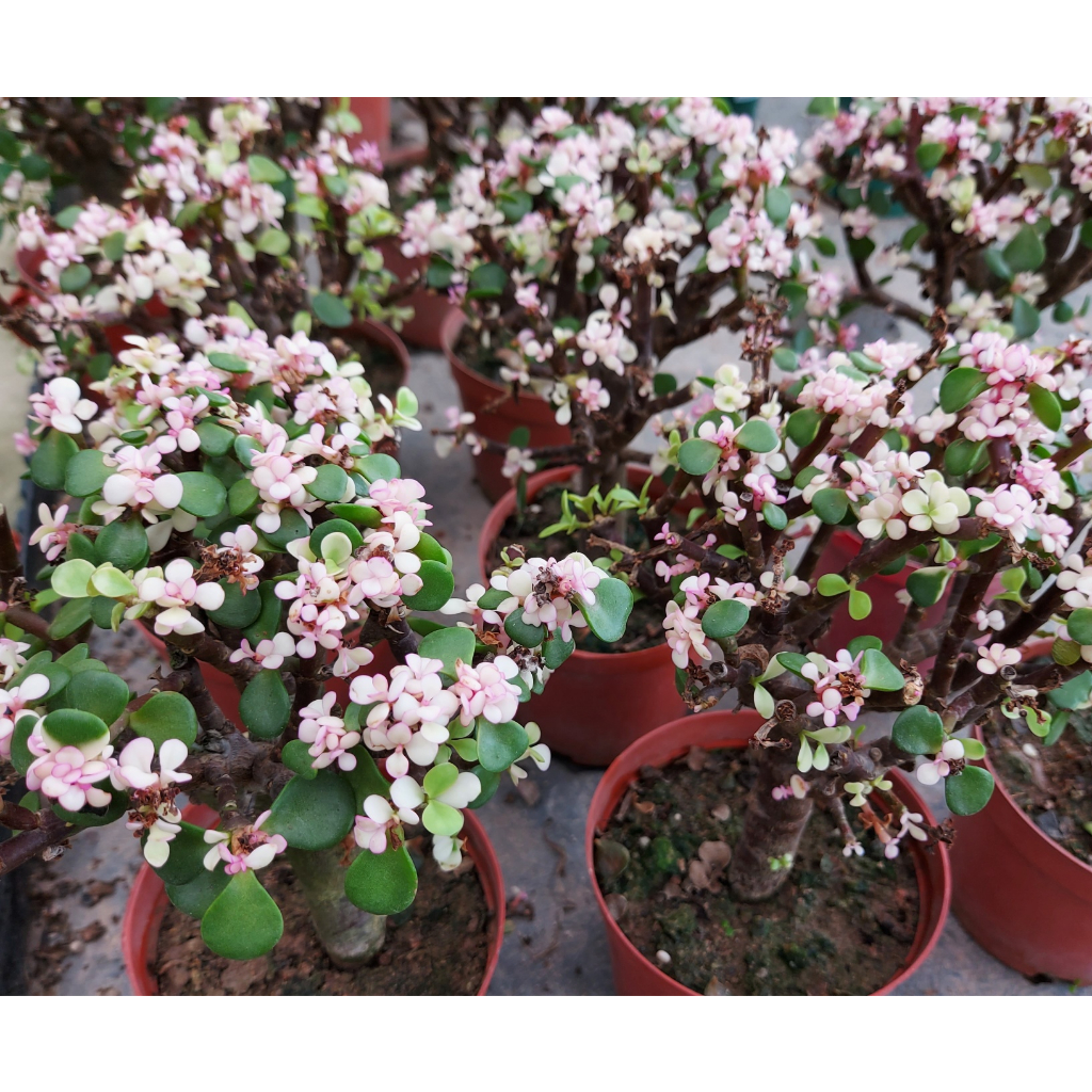 Portulacaria Afra Pink Jade Rainbow Variegated Elephant Bush Flowering ...
