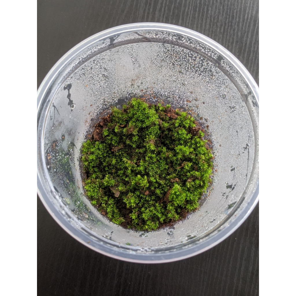 Bonsai Moss in Cup - Suitable for Bonsai, Terrarium etc. | Shopee Singapore
