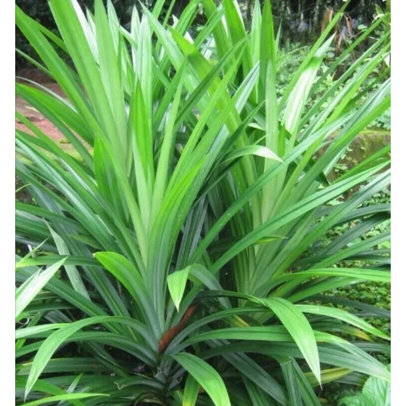 Exquisite Organic Pandan Leaves Plant with Healthy Roots Rich in ...
