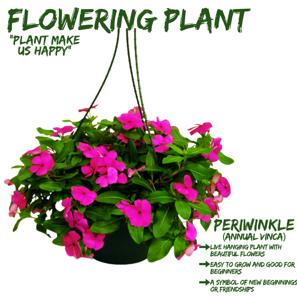 [Local Seller] Periwinkle Fresh Flower Hanging Plant Indoor Plant ...