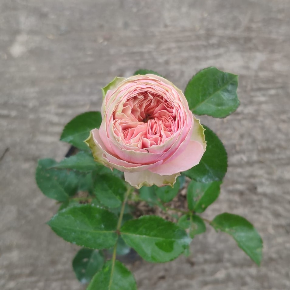 English Rose Collection ( Pink Flower ) : Timeless Elegance for Your ...