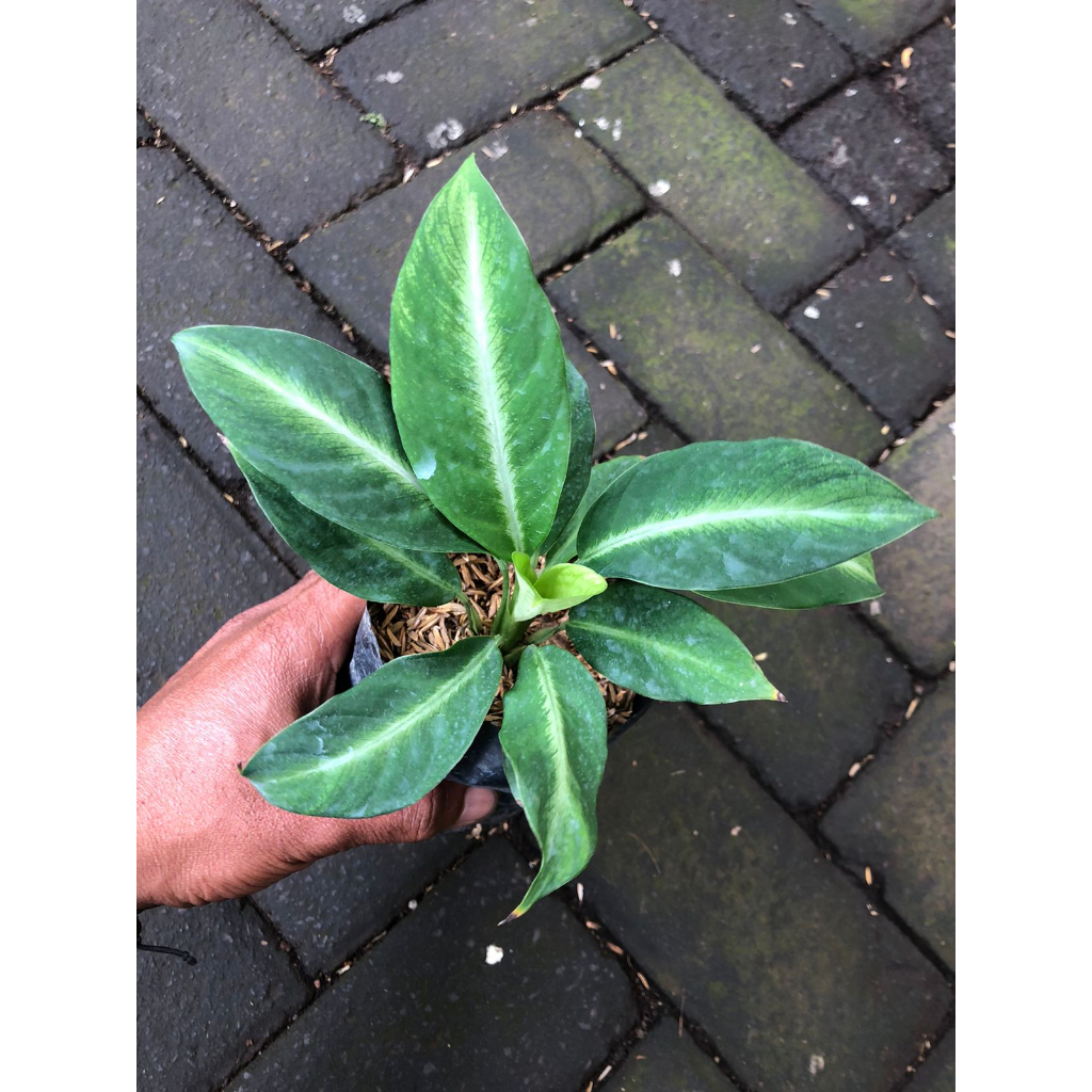 Spathiphyllum Mini : Petite Peace Lily for Serene Indoor Spaces ...