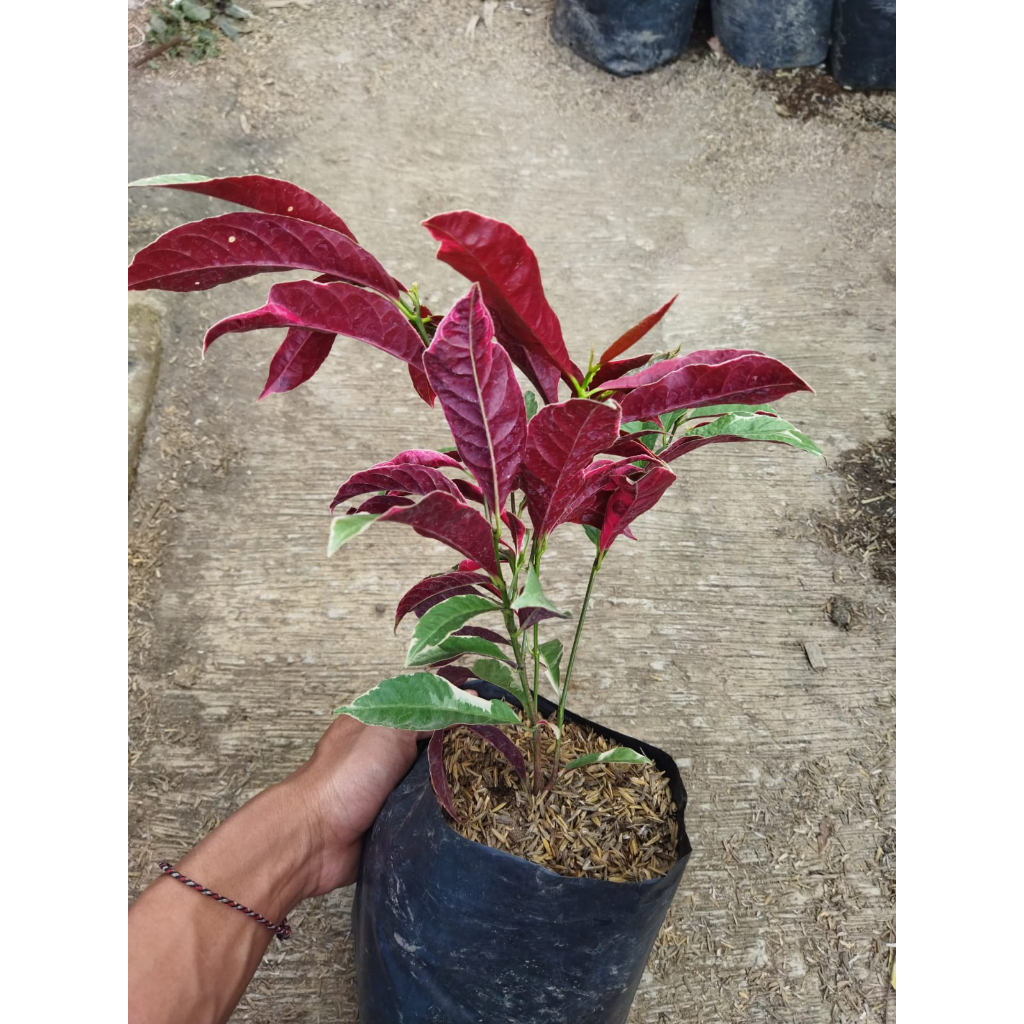 Vibrant Brilliance: Chinese Croton - Illuminate Your Space with Nature ...