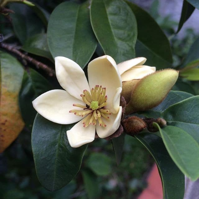 Magnolia Figo White - ornamental plant - house plant | Shopee Singapore