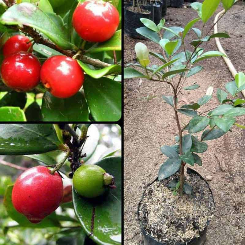 Sindo - Tropical Delight Beach Cherry Plant - A Delicious and Exotic ...