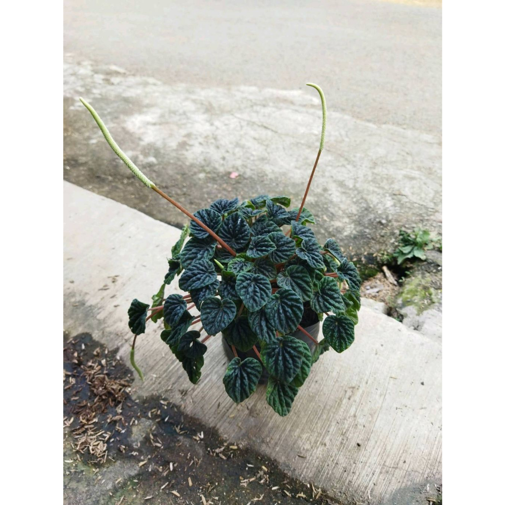 Sindo - Embrace the Charming Beauty of Peperomia Caperata in Your ...