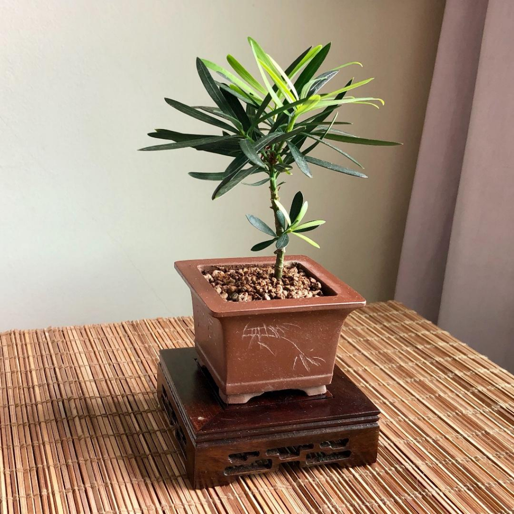 Podocarpus Stem with Ceremic Pot Plant - Fresh Gardening Indoor Plant ...