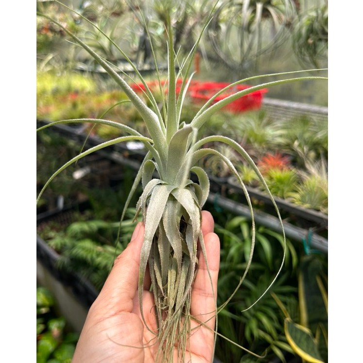 Tillandsia gardneri (S) *Airplant* | Shopee Singapore