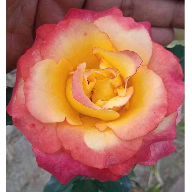 Hybrid Tea Rose ( Combination ) : Exquisite Blooms for Elegance and ...