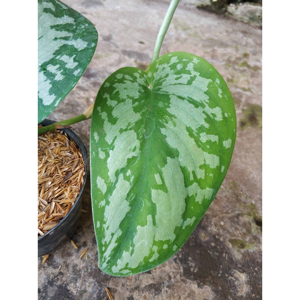 Scindapsus Pictus 'Exotica' | Shopee Singapore