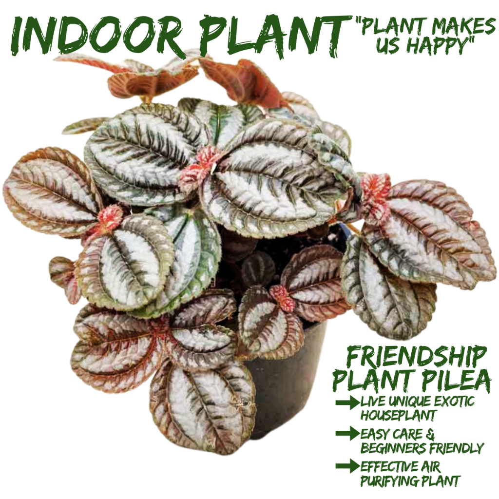 [Local Seller] Pilea Friendship Plant Houseplant Indoor Plant Pot Size ...